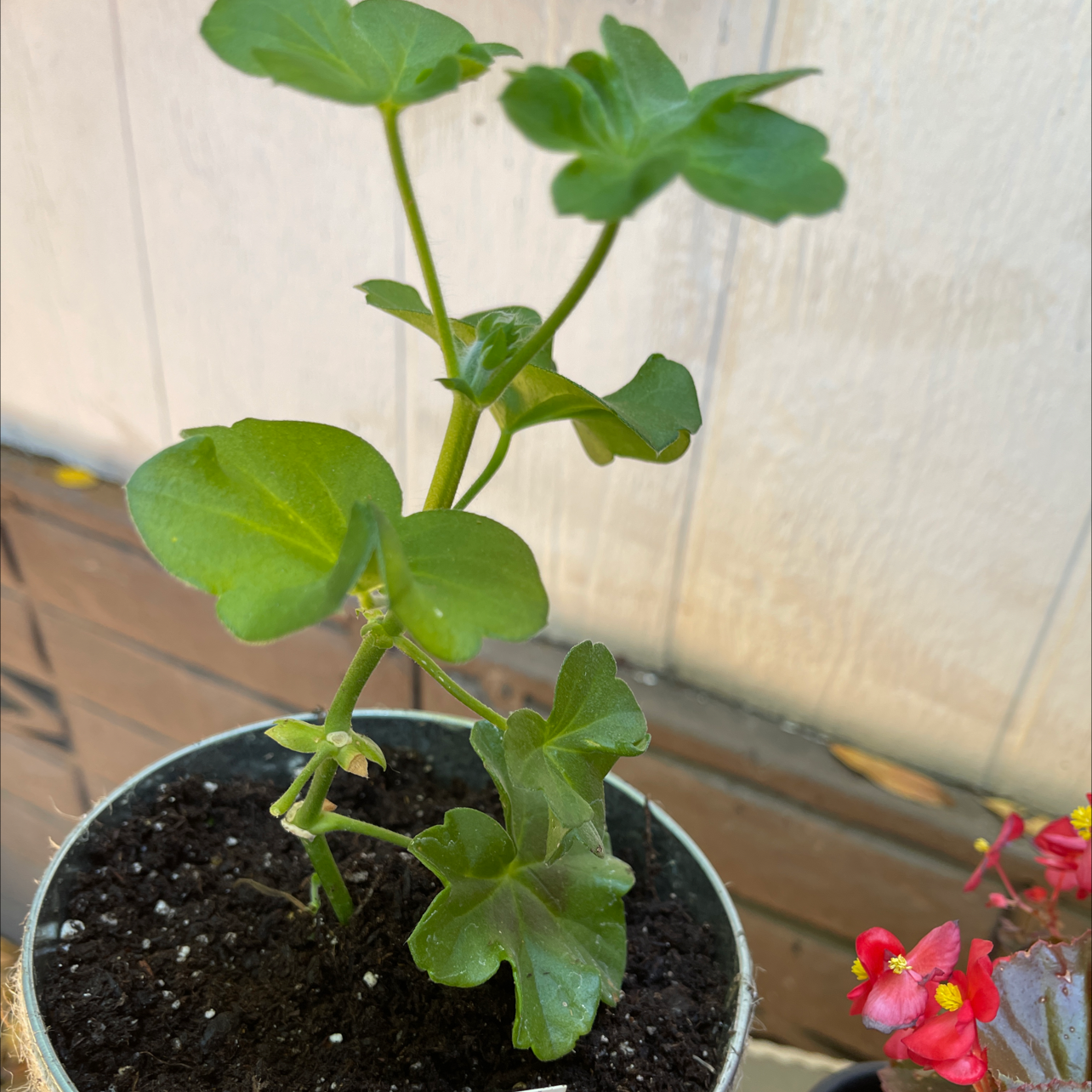 Why Are There Black Spots on My Ivy Geranium Leaves?