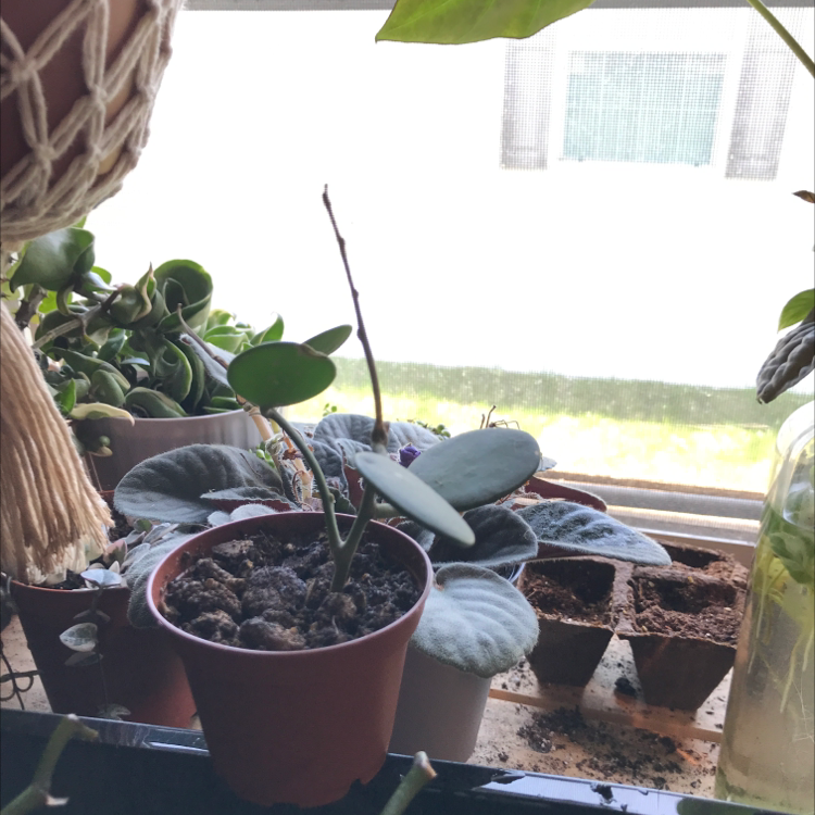 What To Do About Bugs on My Silver Dollar Tree? 🐛