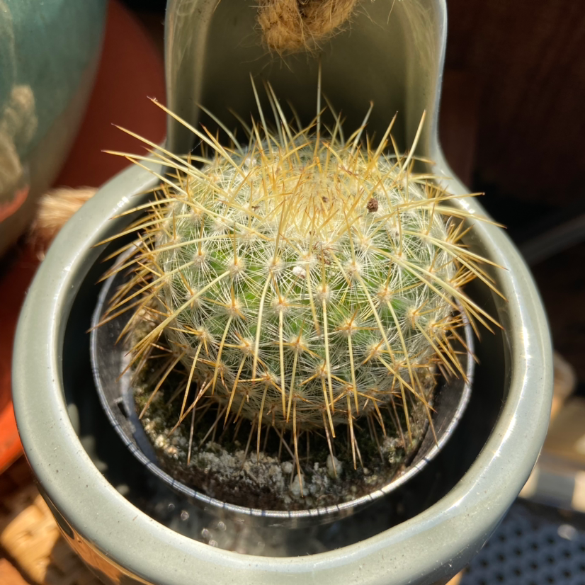 🌞 Your Scarlet Ball Cactus's Sunlight Needs