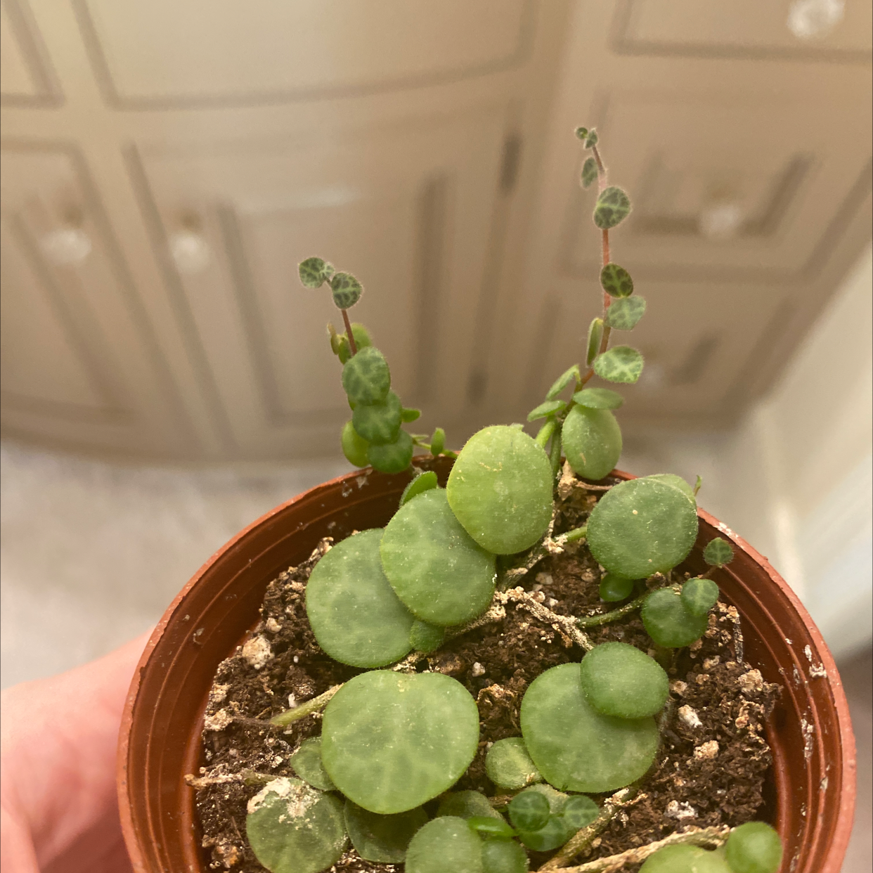 🐢 Why Are My String of Turtles Leaves Droopy?