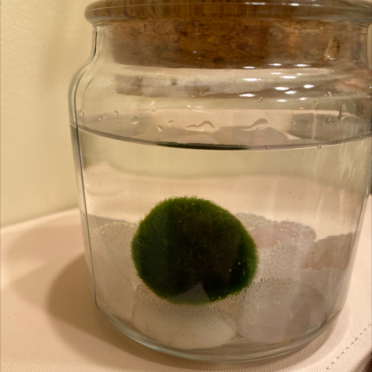 🌊 Light Requirements For My Marimo
