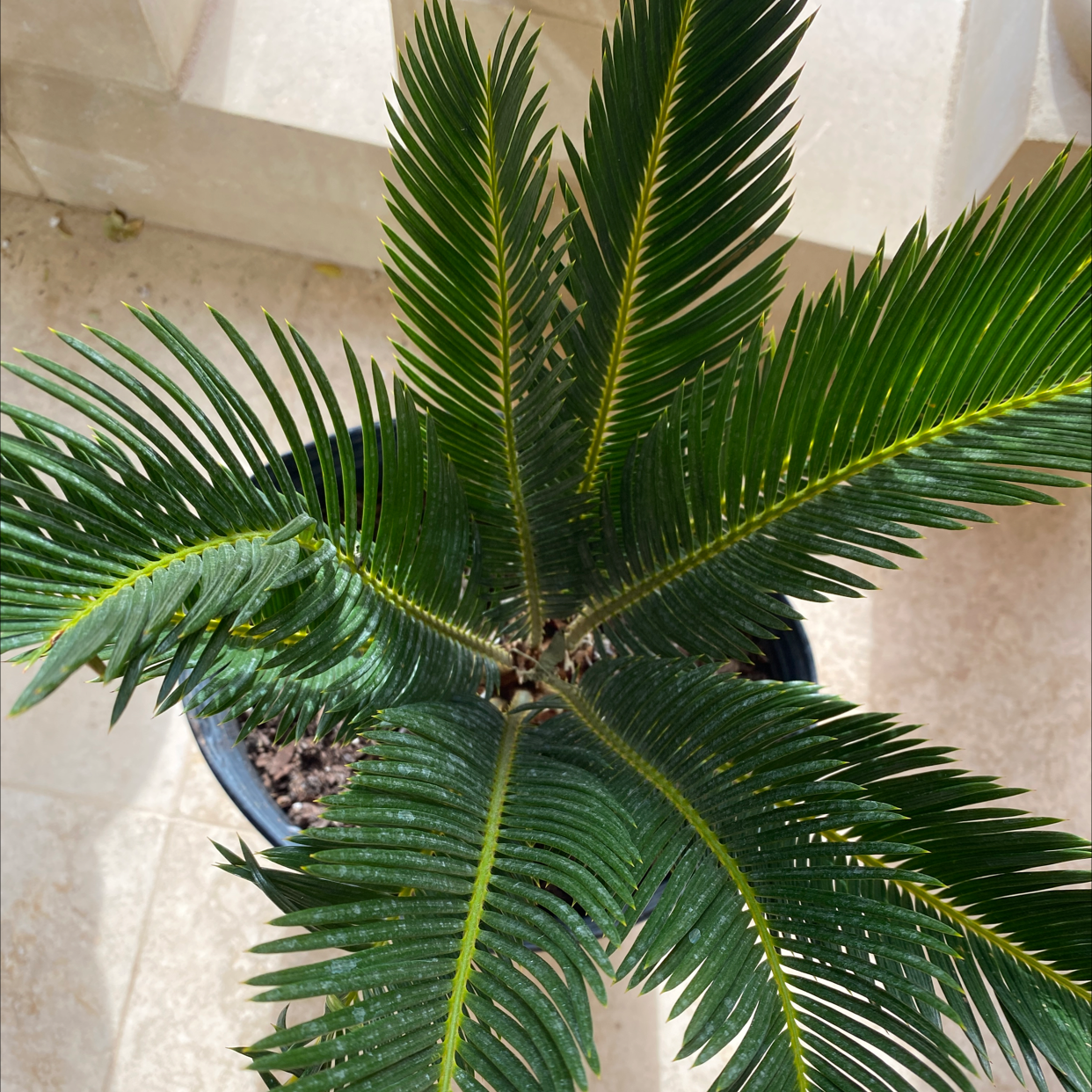 What Are The Bugs on My Sago Palm? 🐛