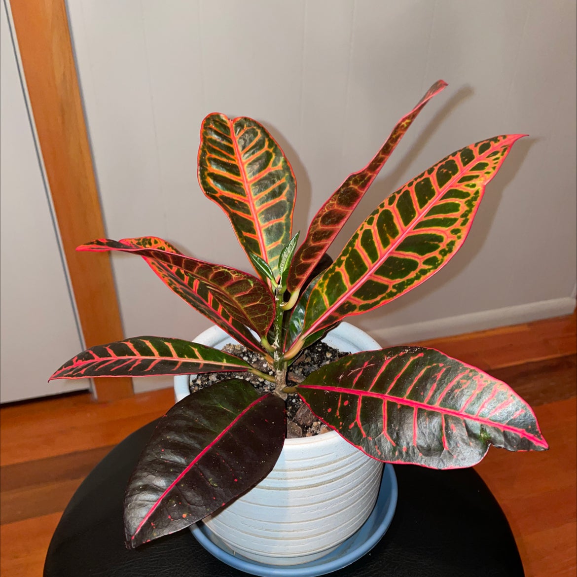 Croton 'Norma' Plant Care: Water, Light, Nutrients | Greg App 🌱