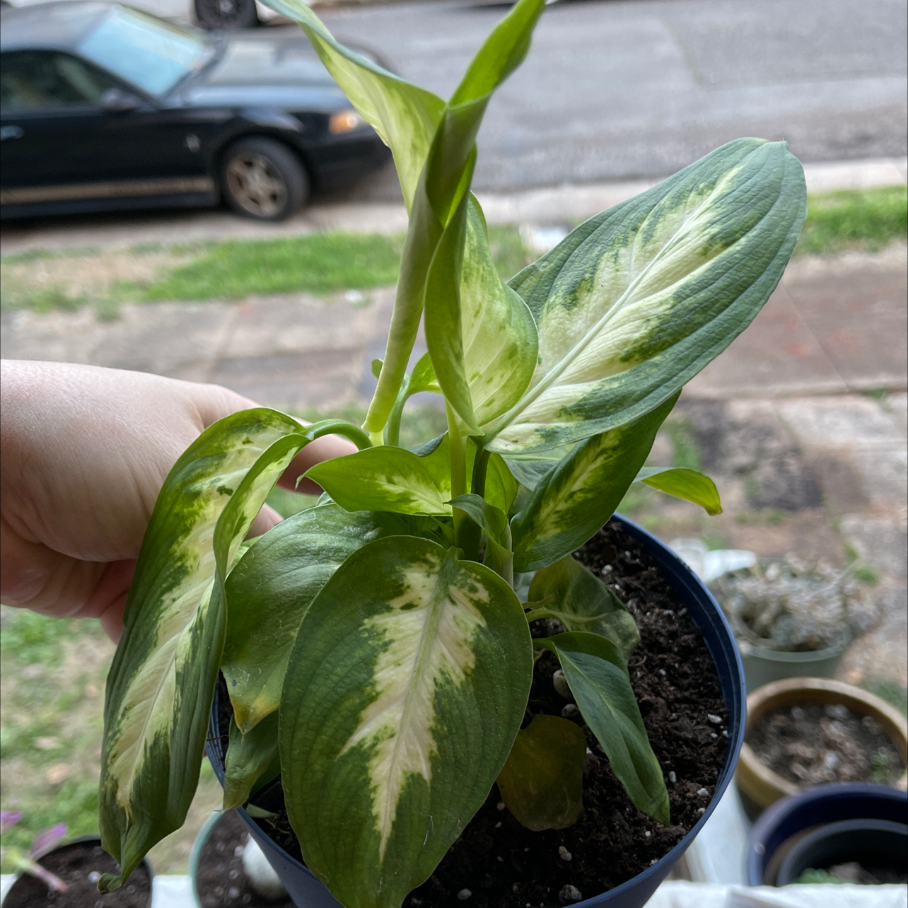 Black Spots on My Dieffenbachia 'Camille' Leaves