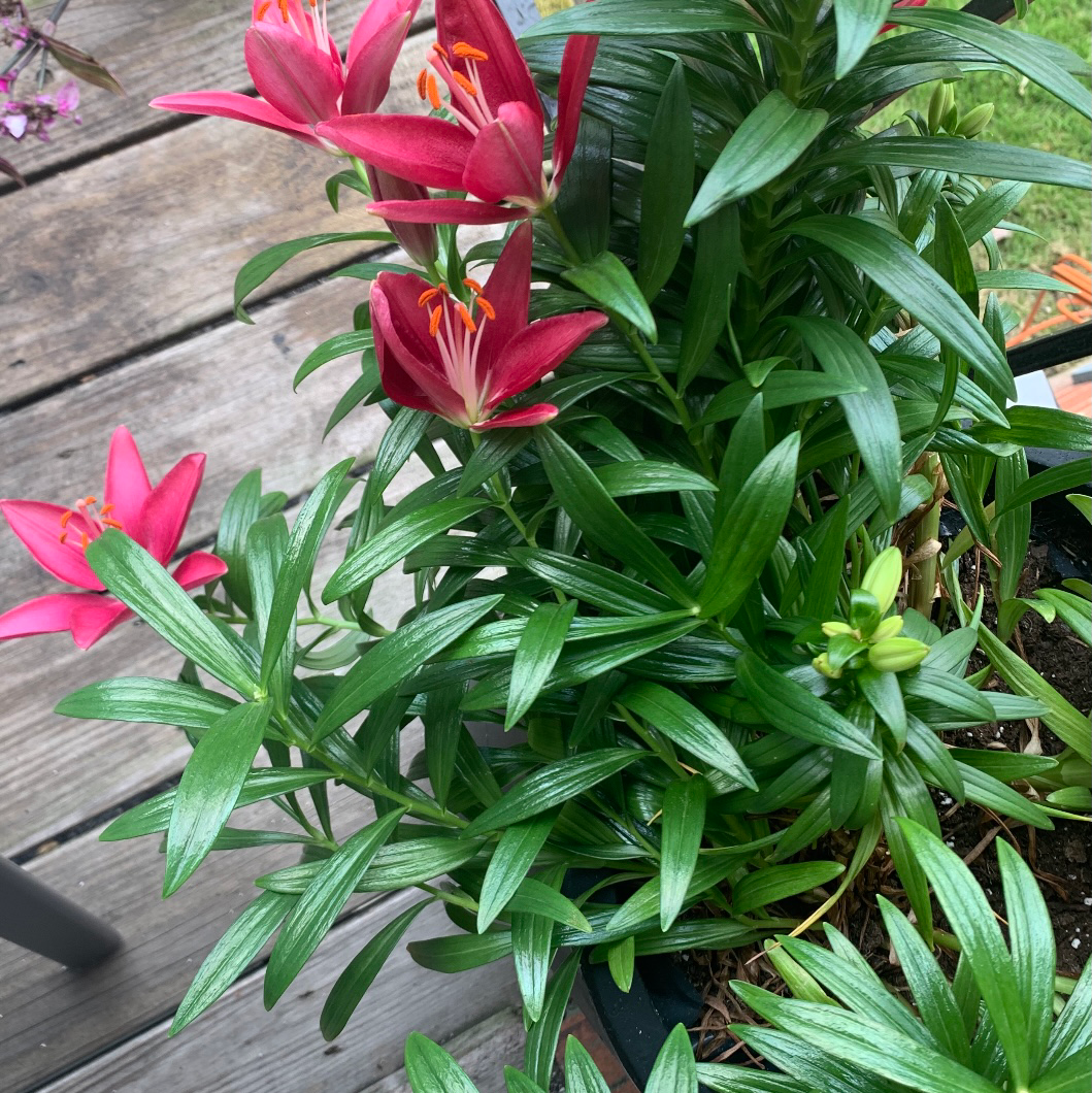🌸 How to Know When to Repot an Orange Lily?