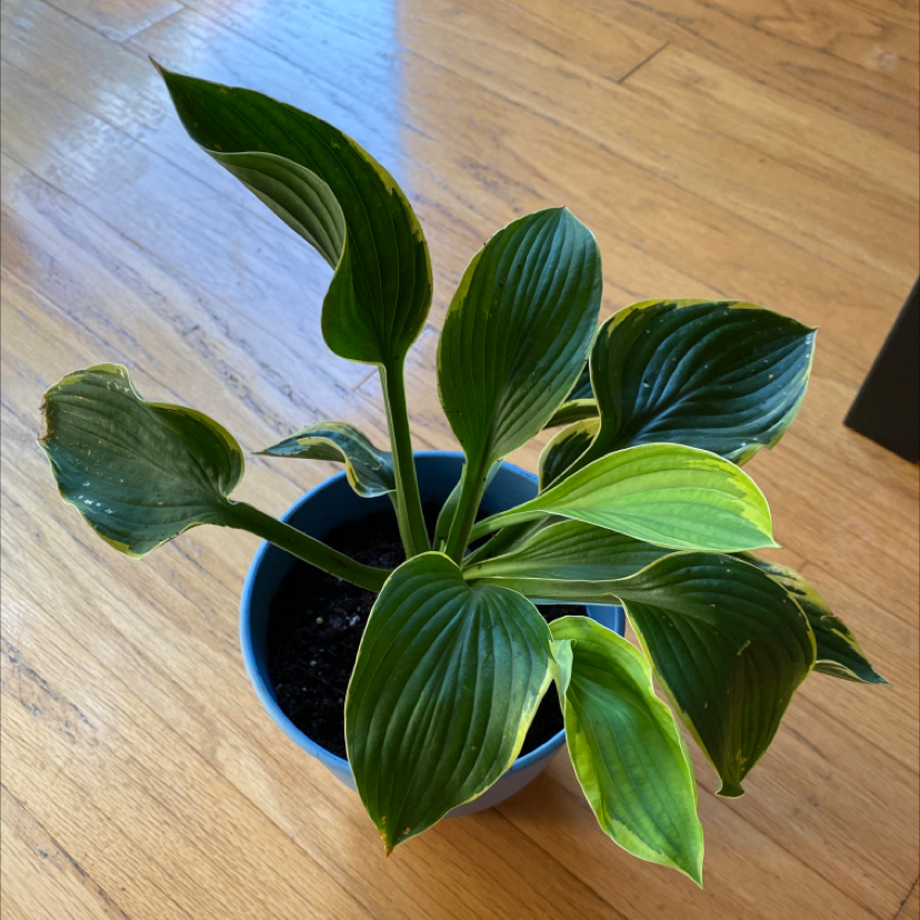 Why Are There Brown Spots on My Plantain Lily?