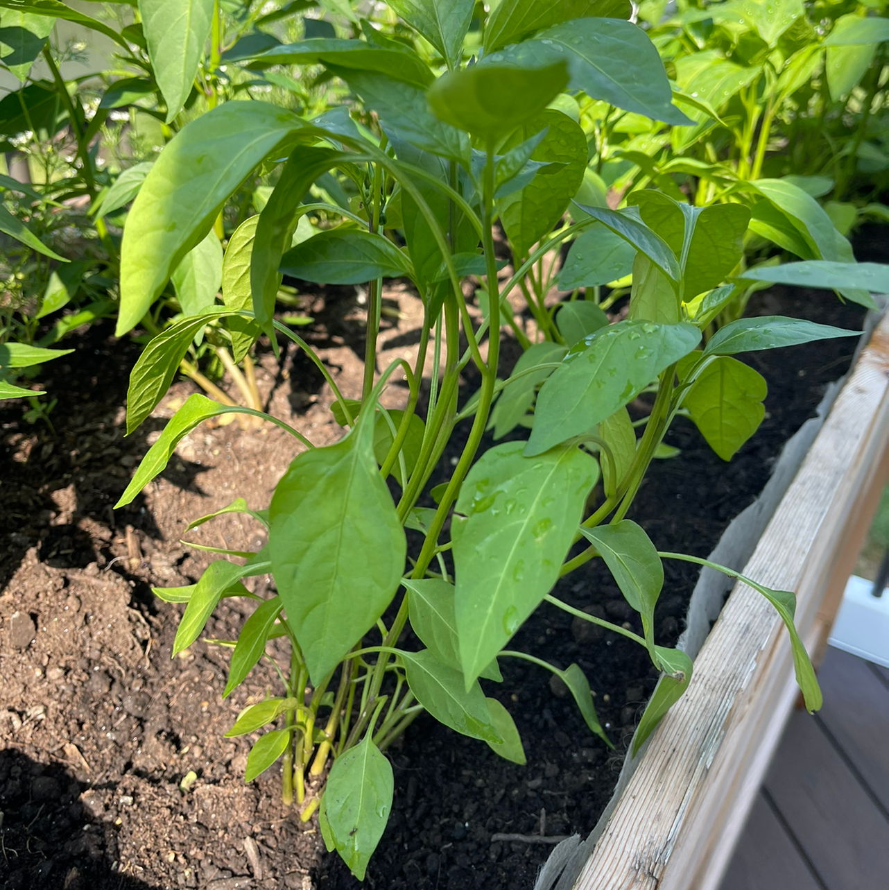 🌶 Propagating Your Cheyenne Chilli Pepper: Step-by-Step Guide