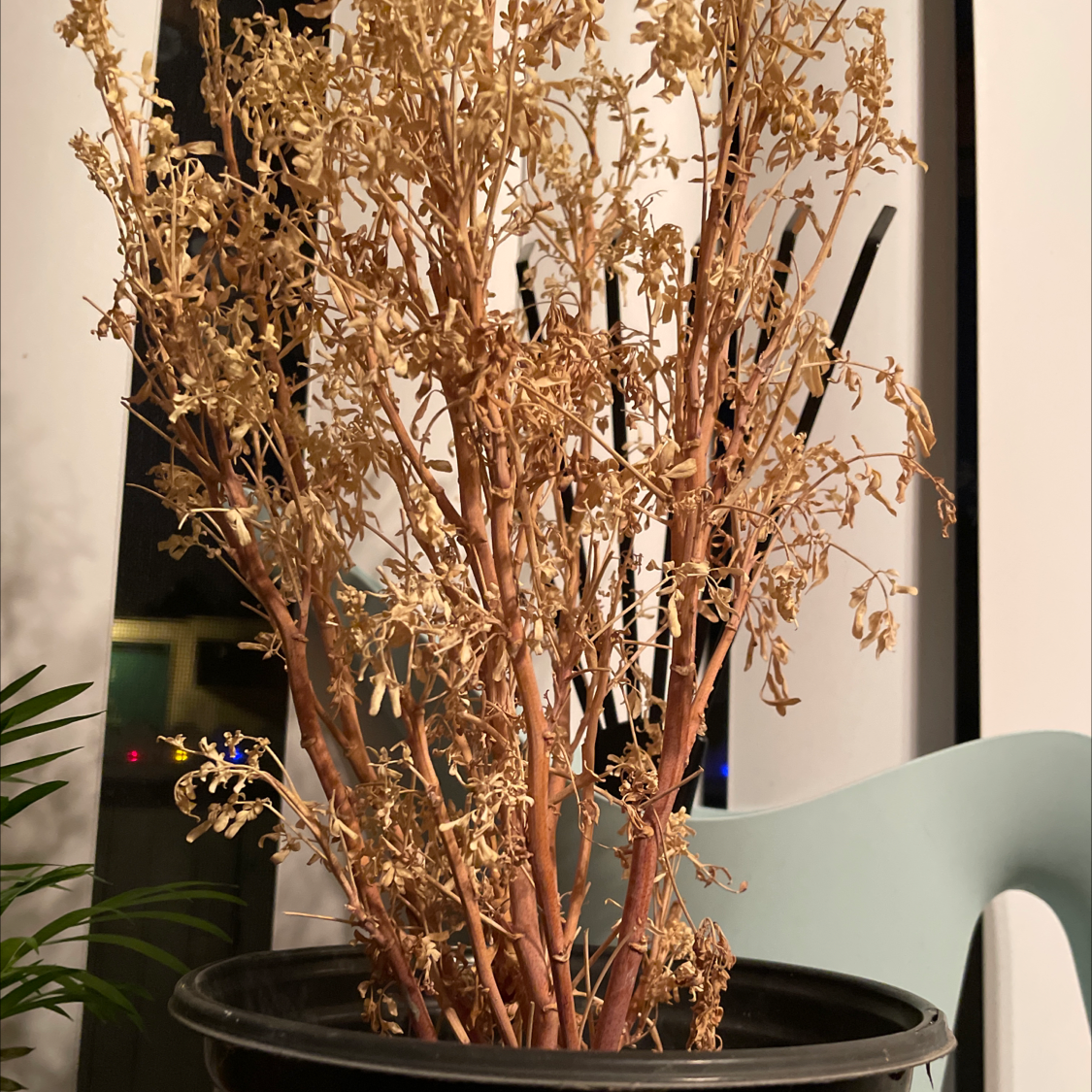 🌞 How Much Sunlight Does My Common Rue Need?