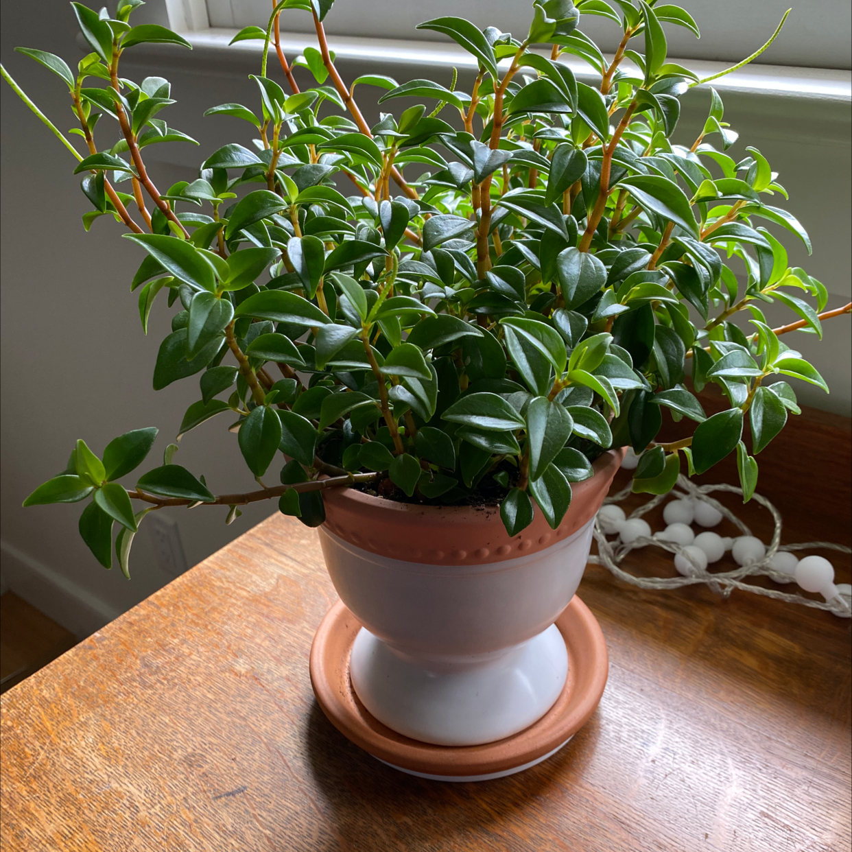 How To Prune Goldfish Plant