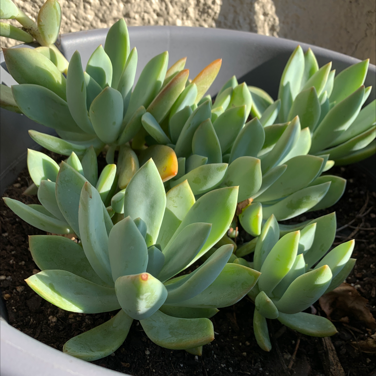 🌞 Is Direct Sunlight Good for My Echeveria 'Orion'?