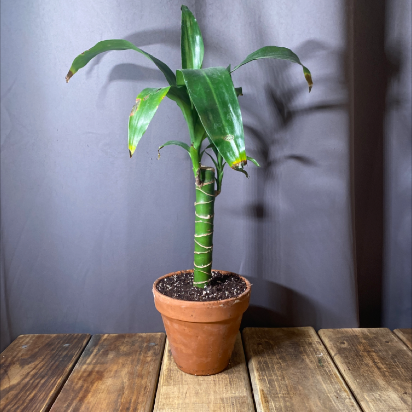 💧 dracaena 'sted sol cane' root rot Solutions