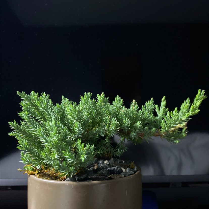 🐛 What To Do About Bugs on My Creeping Juniper?