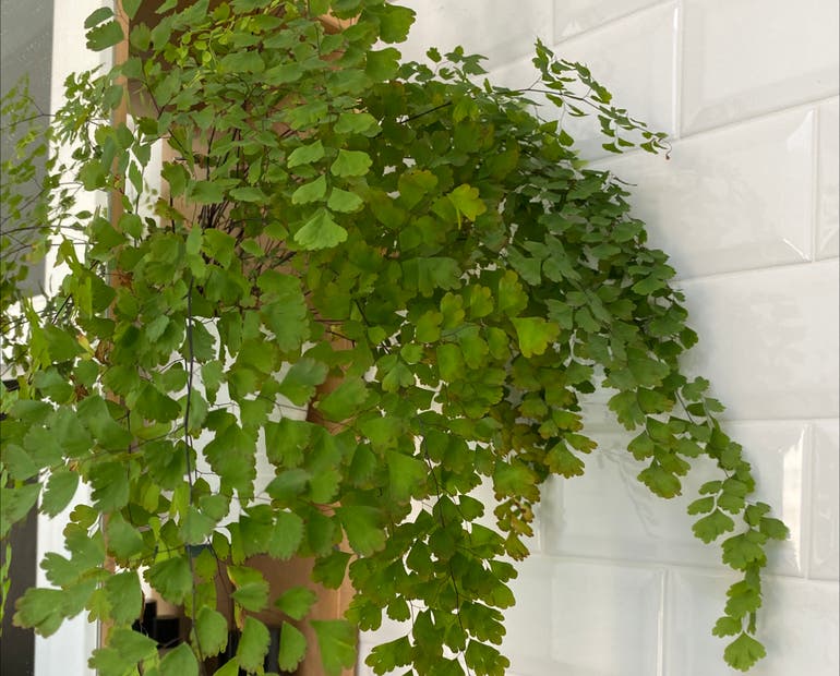 Common Pacific Maidenhair Fern Problems Common Pacific Maidenhair Fern Problems
