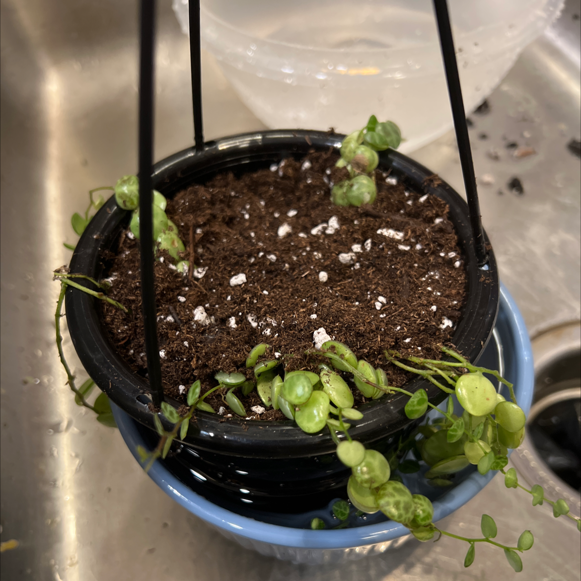 🐢 Why Are My String of Turtles Leaves Droopy?