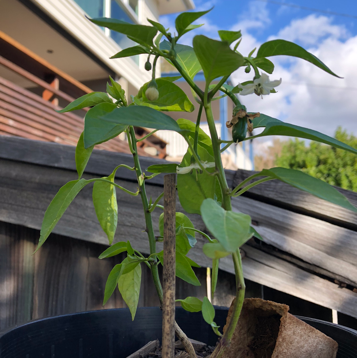 🌶️ Symbolism and Benefits of the Cheyenne Chilli Pepper