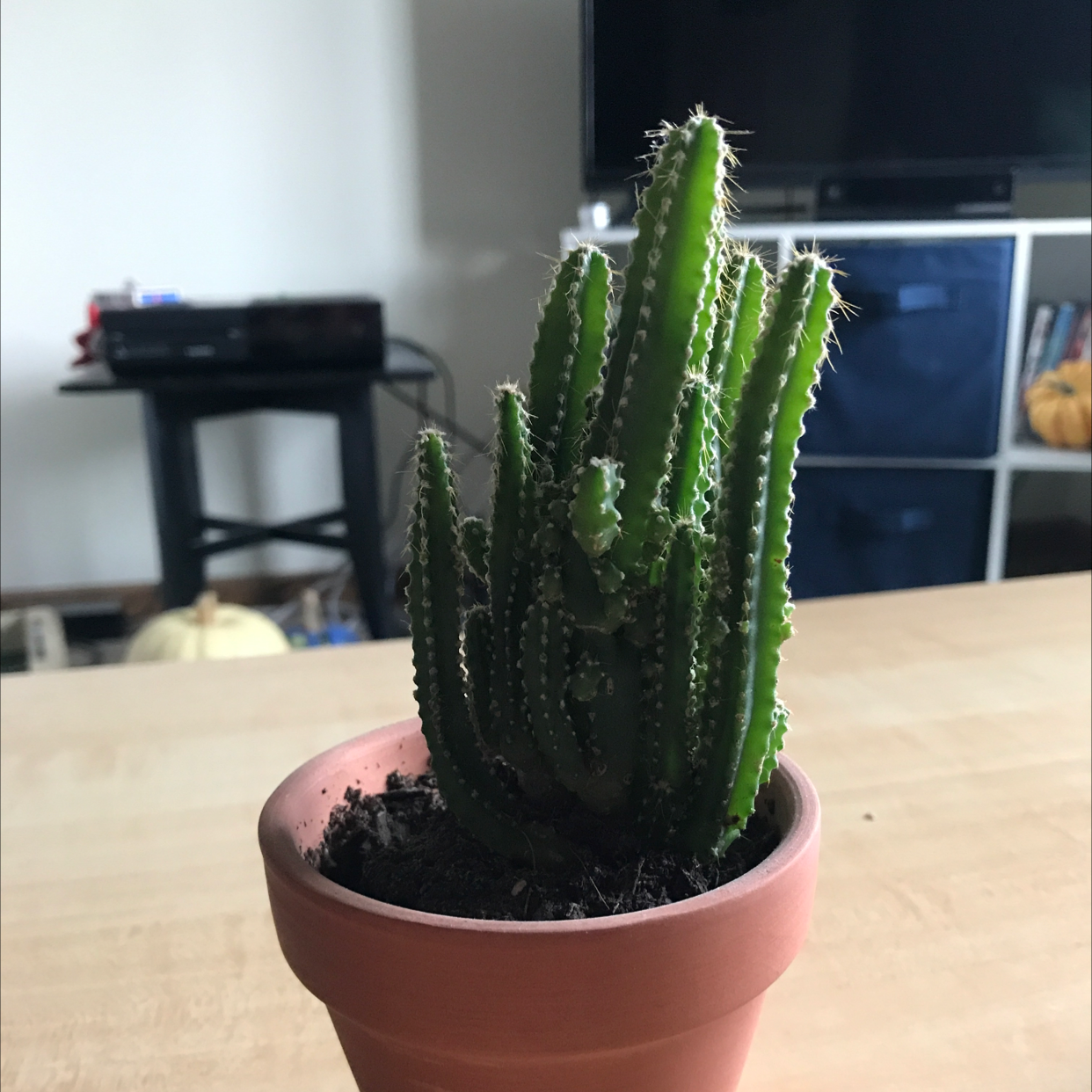 🌵 Soil Recommendations for Eve's Needle Cactus