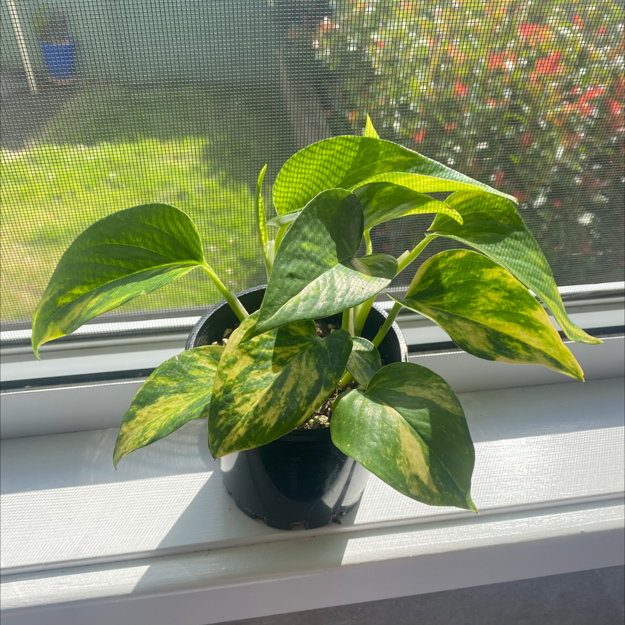 Why Are There Black Spots on My Hawaiian Pothos Leaves?