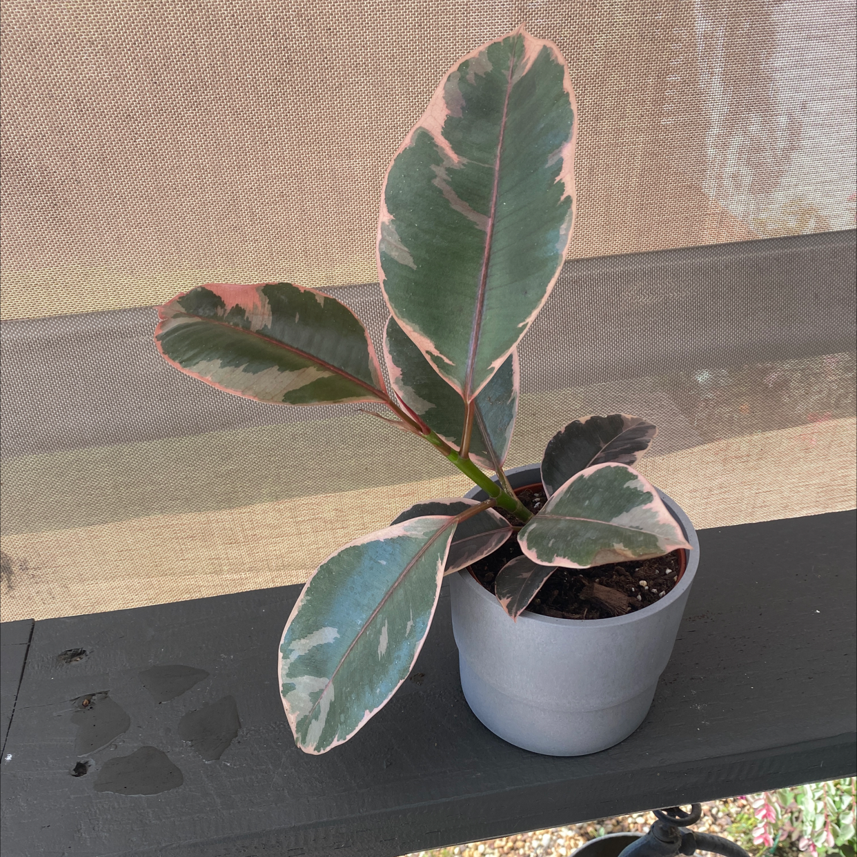 Why Is My Ficus Decora Not Doing Well?