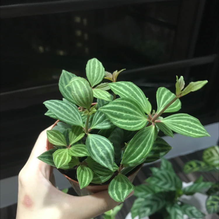 Why Are There Brown Spots on My Parallel Peperomia?