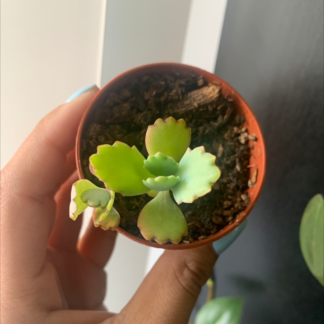 🐞 What Are The Bugs on My Lavender Scallops?