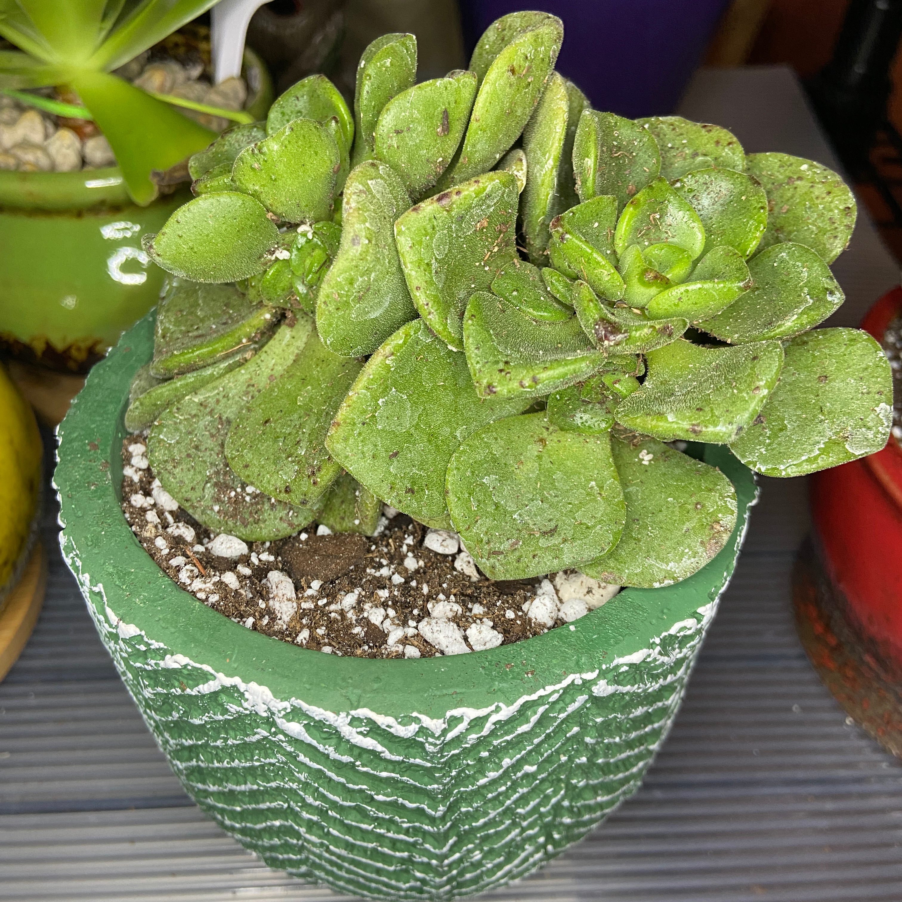 How to Get a Aeonium 'Lily Pad' to Bloom