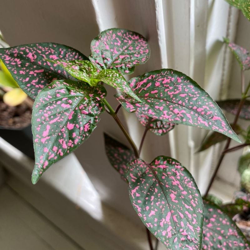 idk Plant Care: Water, Light, Nutrients | Greg App 🌱