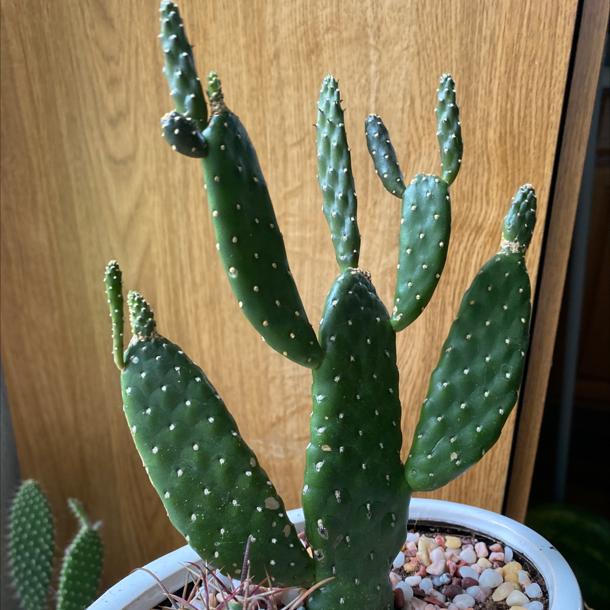 Road Kill Cactus Plant Care: Water, Light, Nutrients | Greg App 🌱