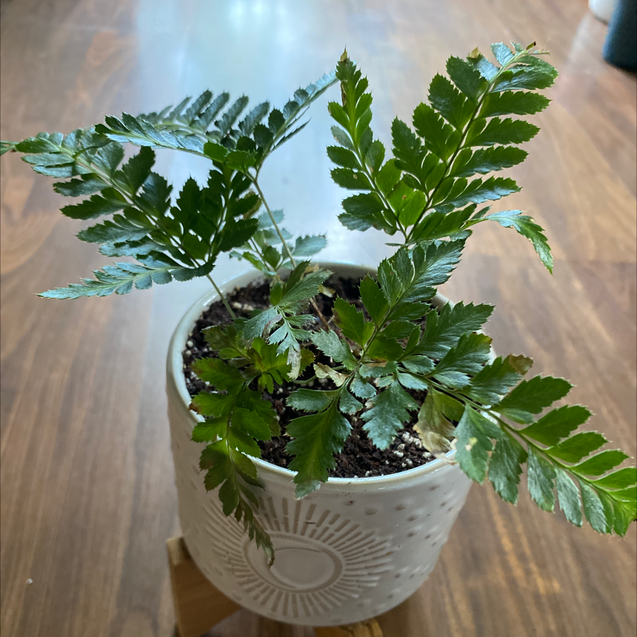 How to Get a Leatherleaf Fern to Bloom