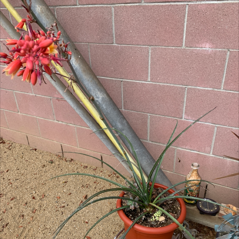 Common Red Yucca Problems