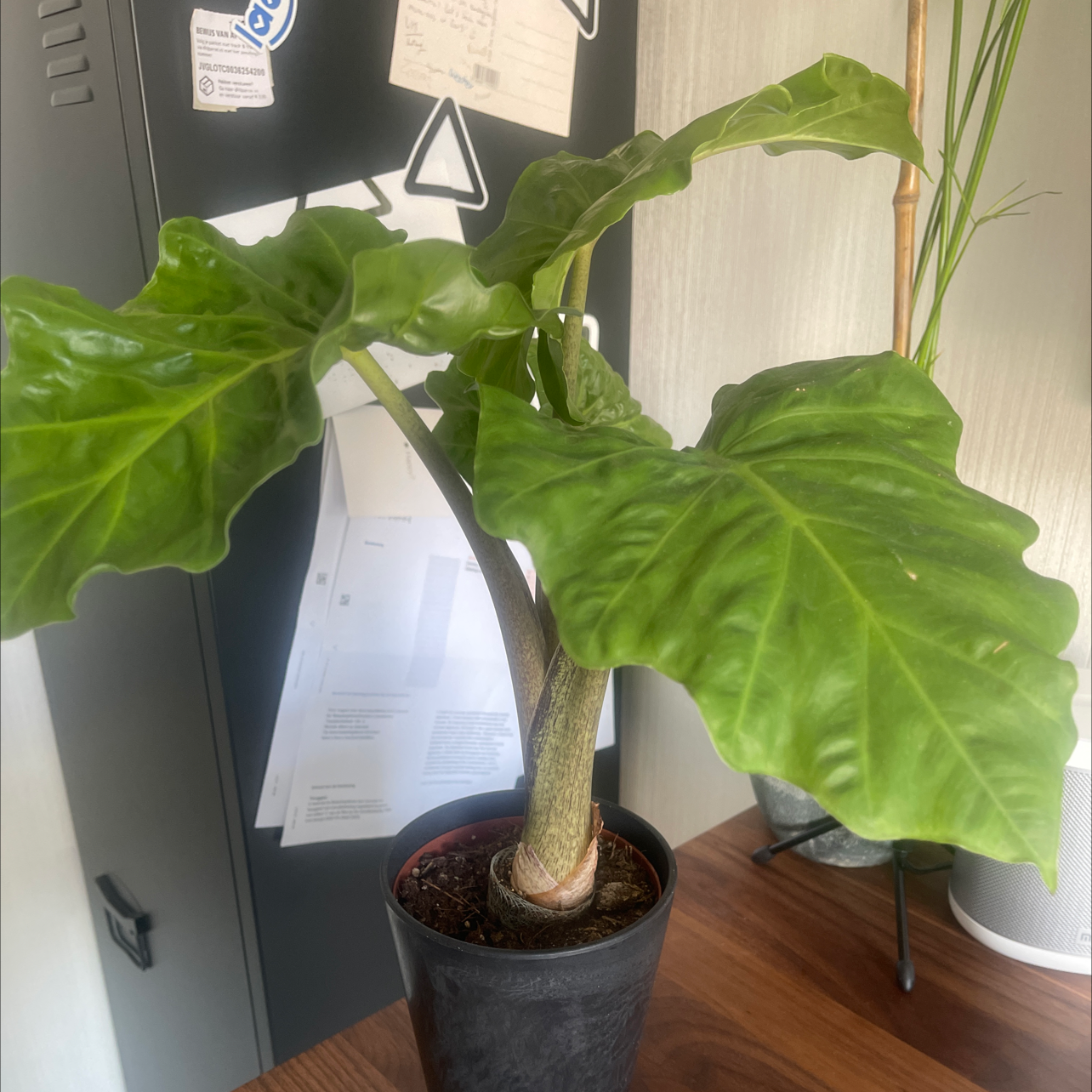 What Temperature Does My Alocasia 'Portora' Need?
