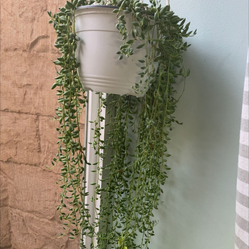 🍌 Light Requirements For Your String of Bananas by Season