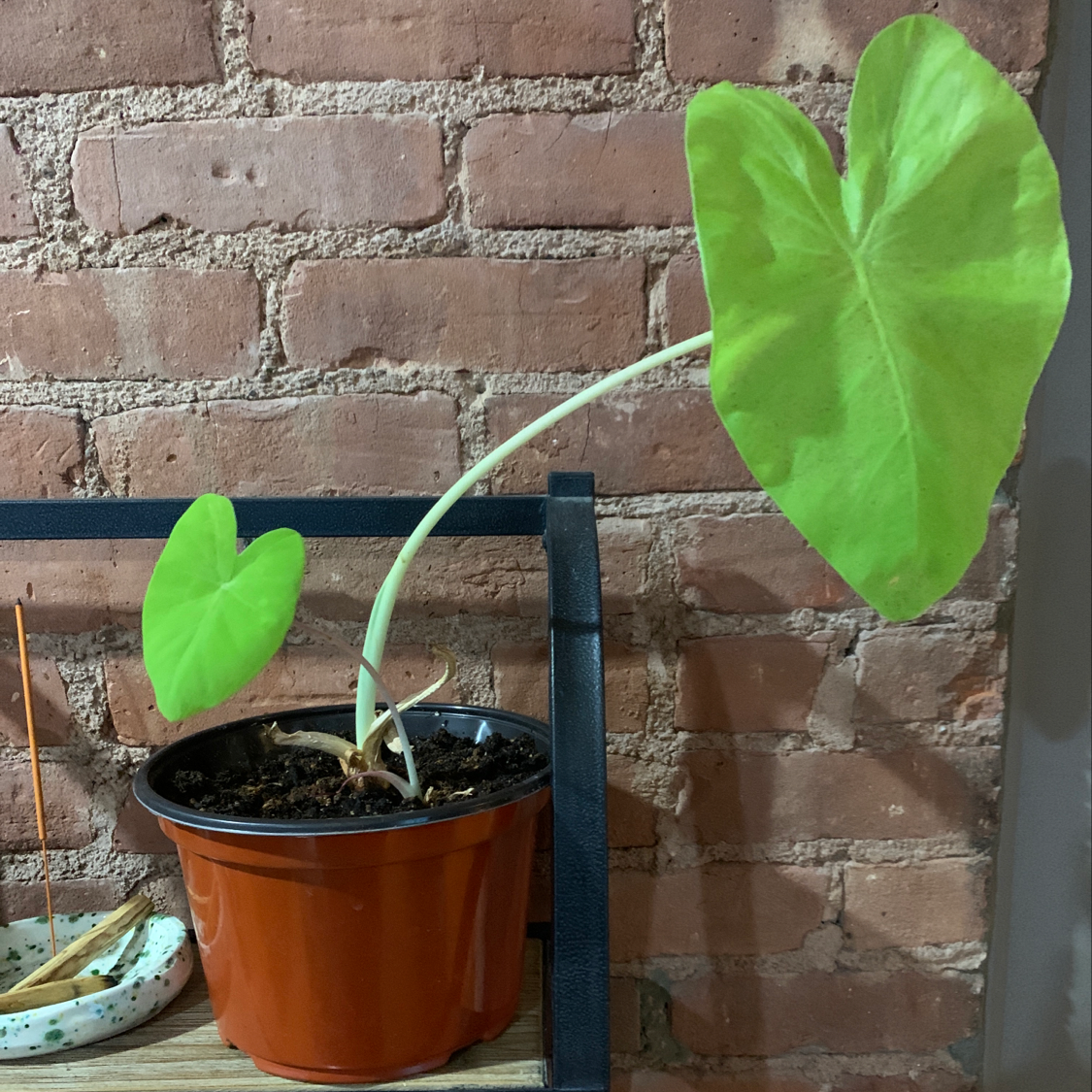 🌞 Is My Taro Getting Too Much Direct Sunlight?