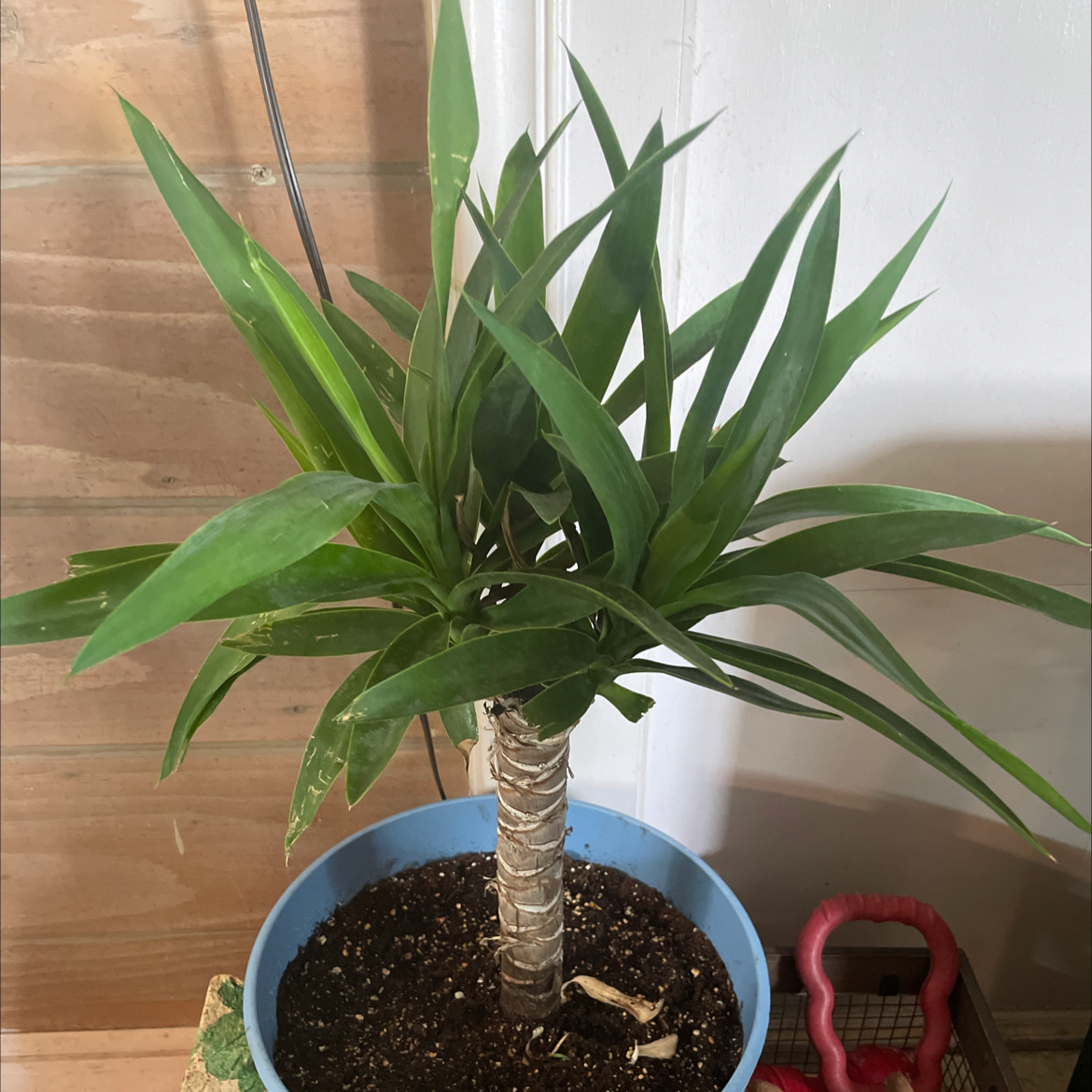 Blue-Stem Yucca Plant Care: Water, Light, Nutrients | Greg App 🌱