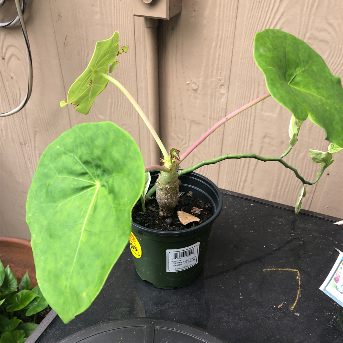 Why Are There Brown Spots on My Buddha Belly Plant Leaves? 🤎