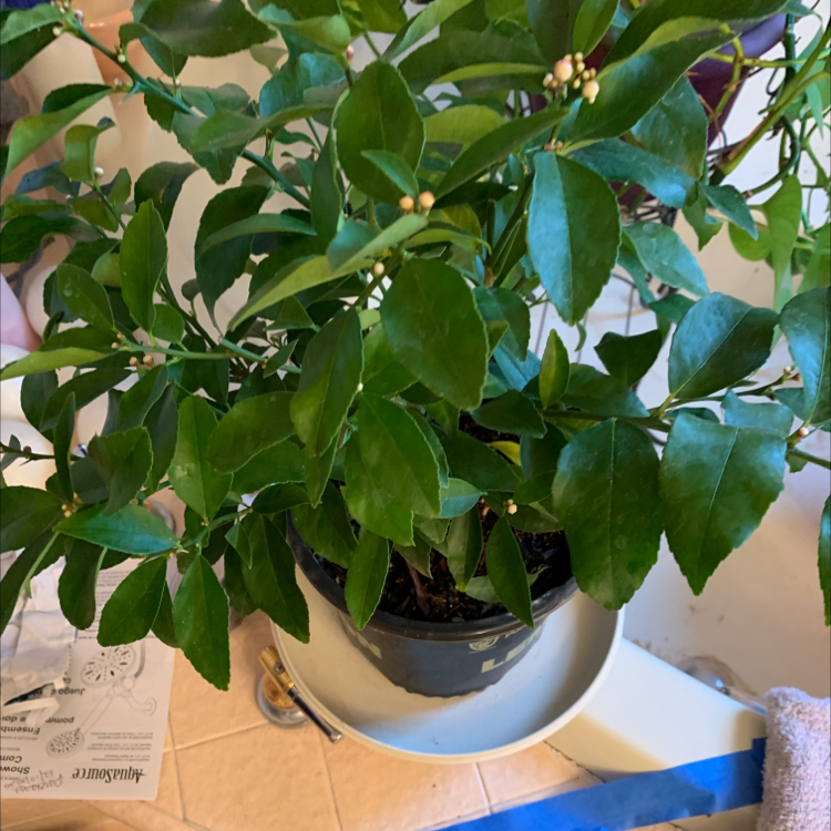 🍋 What Temperature Does My Meyer Lemon Tree Need?