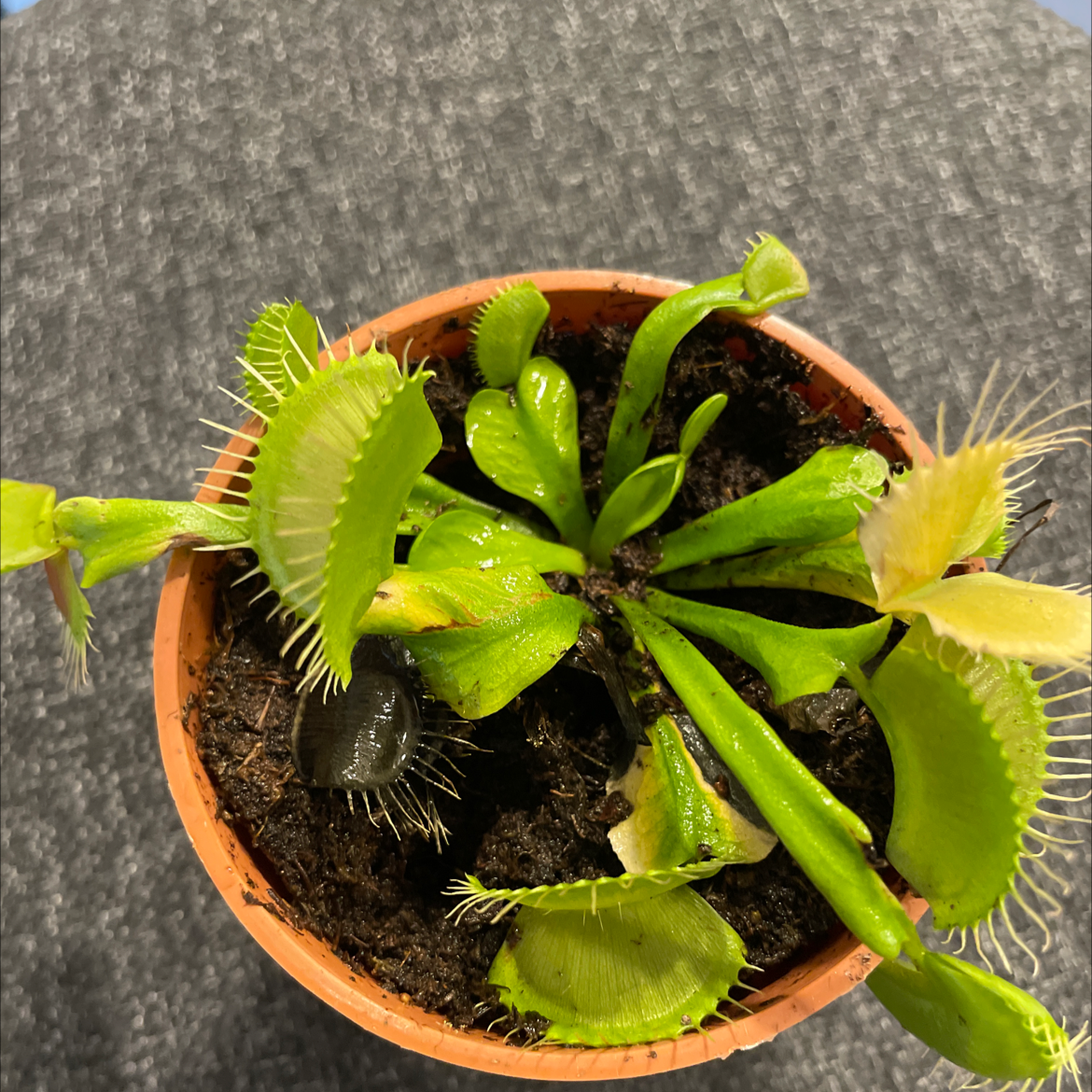 How To Propagate Your Venus Fly Trap 🪰