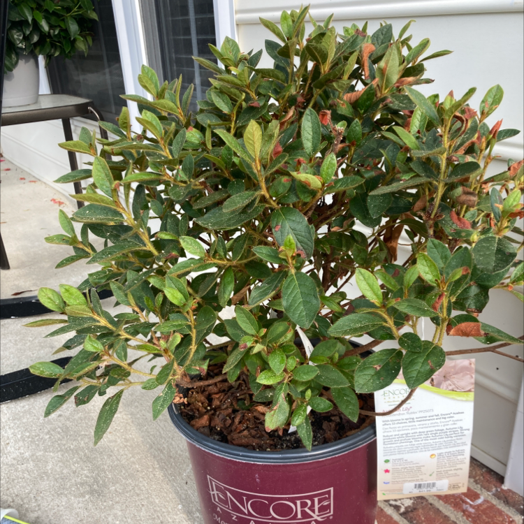 Keep Your Laurustinus Alive: Light, Water & Care Instructions