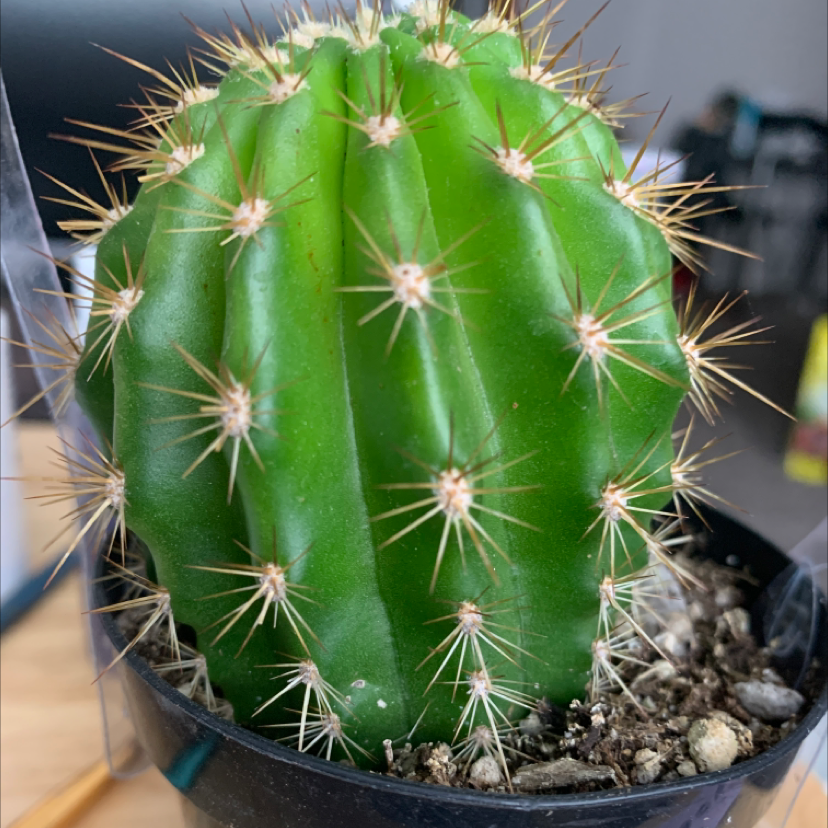 🌵 Best Potting Soil Mix for Torch Cactus