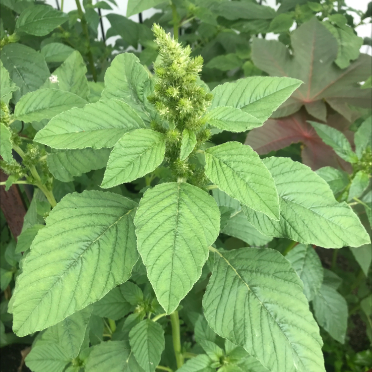 My Redroot Pigweed's Sunlight Needs