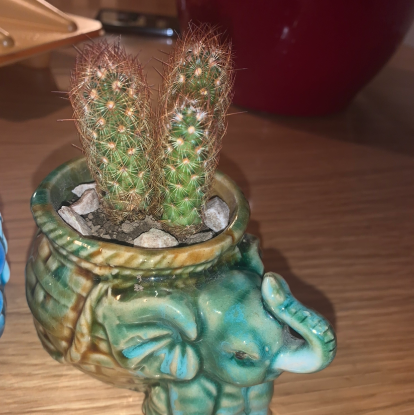 The Complete Lady Finger Cactus Plant Care Guide: Water, Light & Beyond