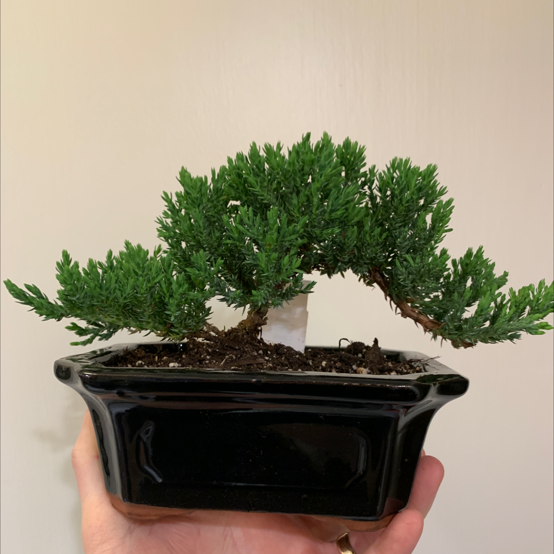 Black Spots on My Japanese Garden Juniper Leaves