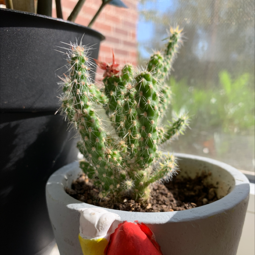 Symbolism and Benefits of the Blue Columnar Cactus