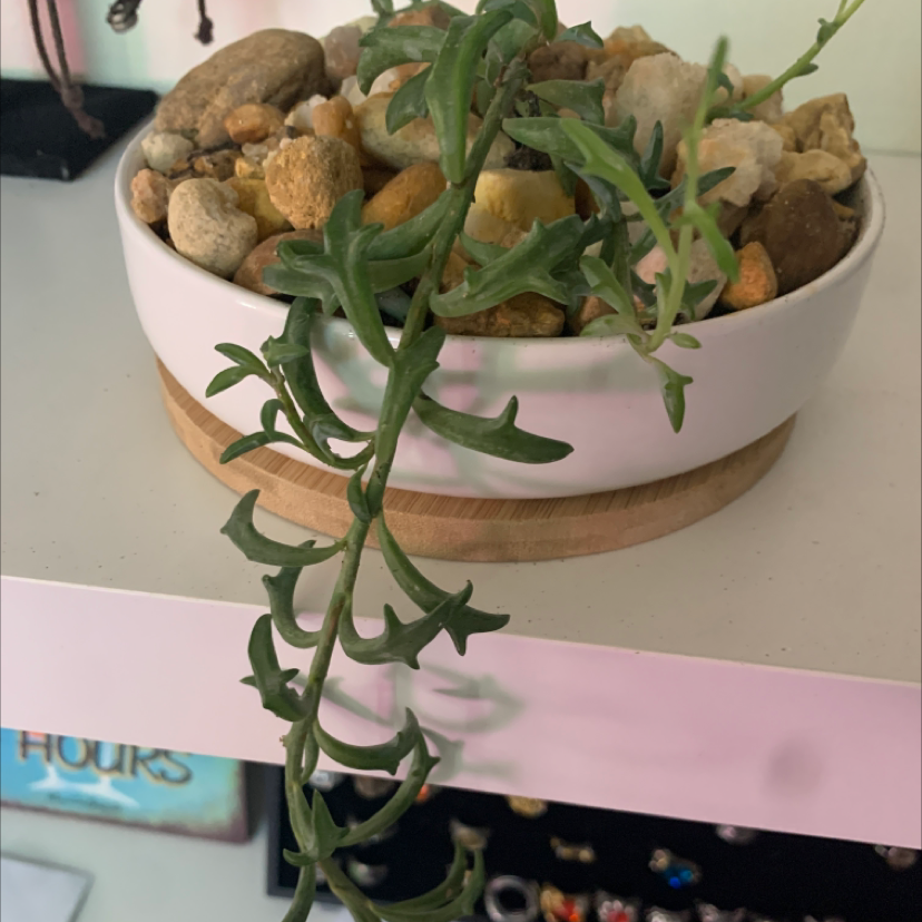 10 Advantages of Having a Candle Plant