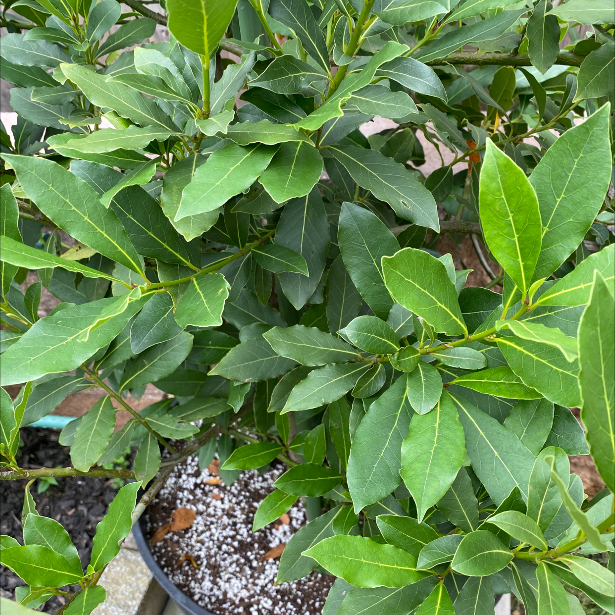 🐞 What To Do About Bugs on My Bay Laurel?