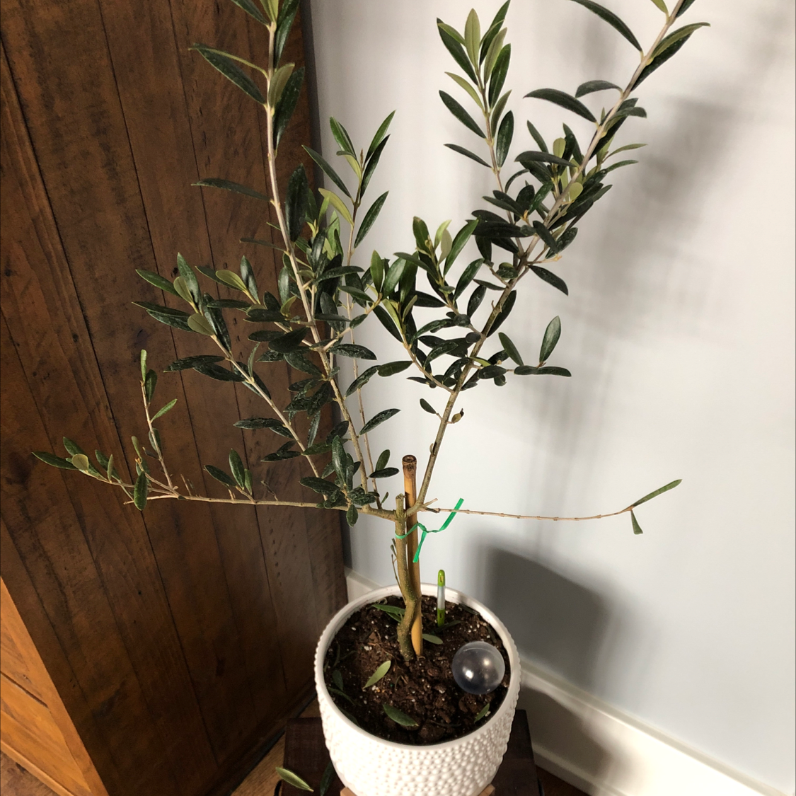 Propagating Your Olive Tree: Step-by-step Guide