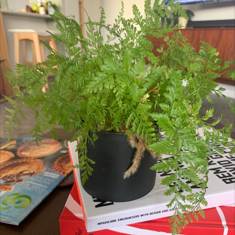 Hen and Chicken Fern Plant Care: Water, Light, Nutrients | Greg App 🌱