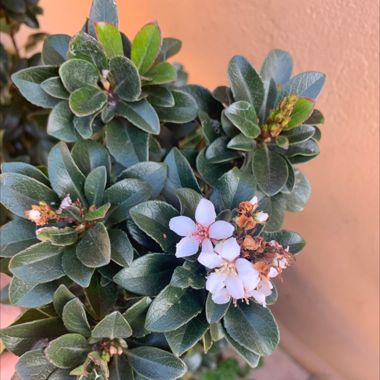 Sexton's Bride Plant Care: Water, Light, Nutrients | Greg App 🌱