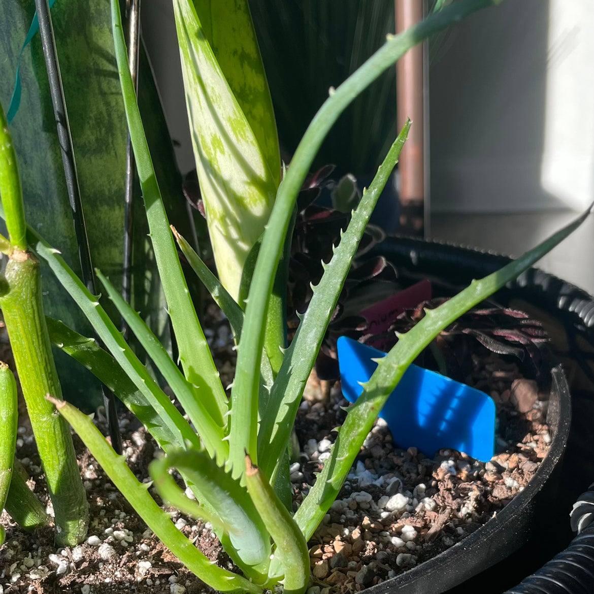 🕷 What Is A Good Temperature Range For My Spider Aloe?