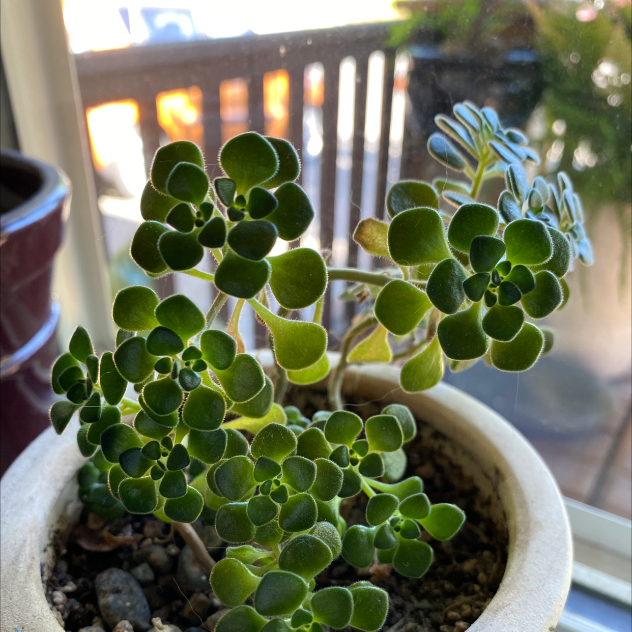 10 Advantages of Having a Rockweed