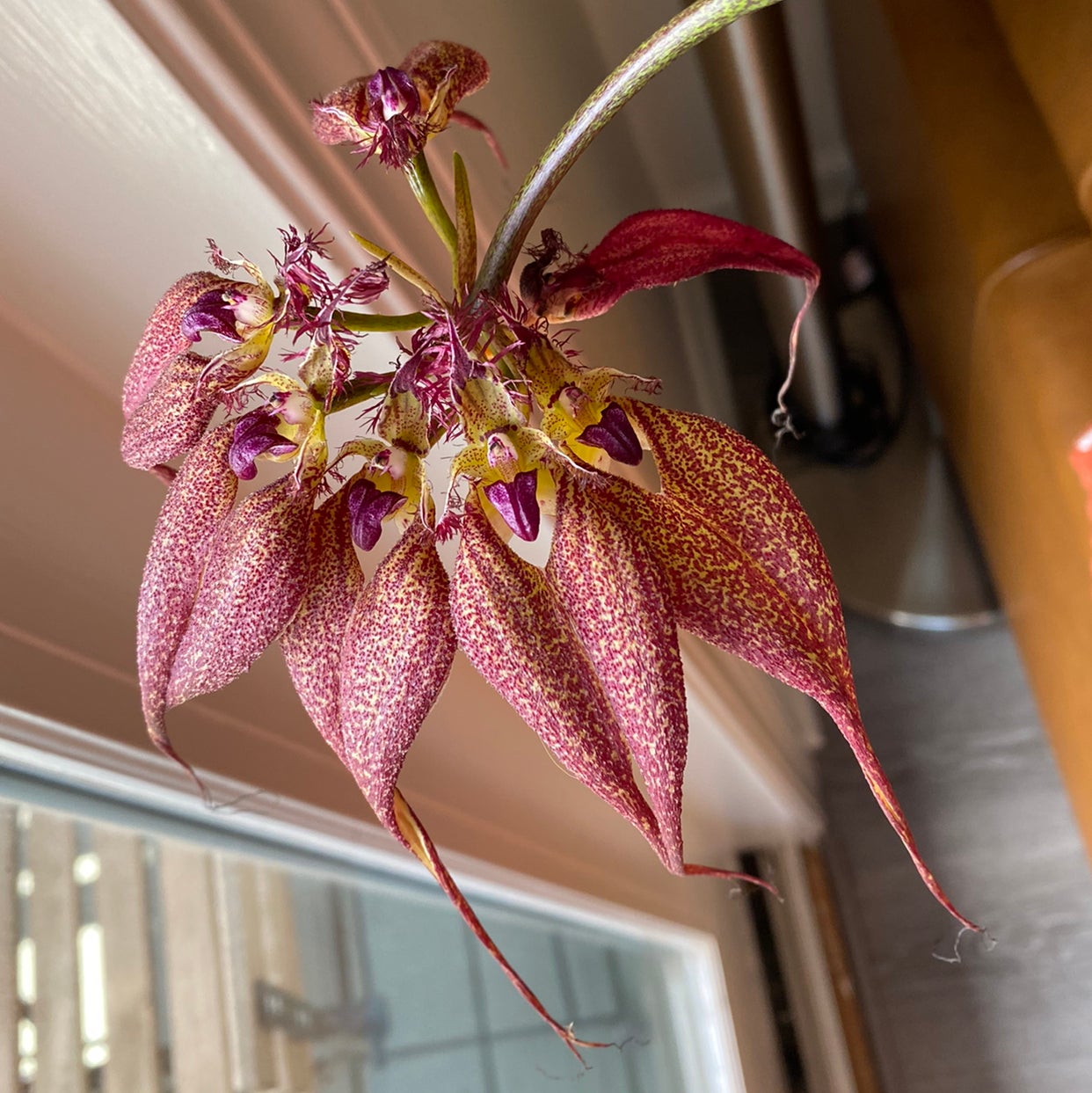 Keep Your Bulbophyllum rothschildianum Alive: Light, Water & Care ...